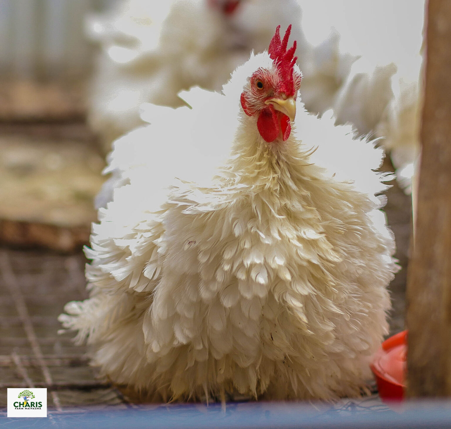 Our story - Charis Farm