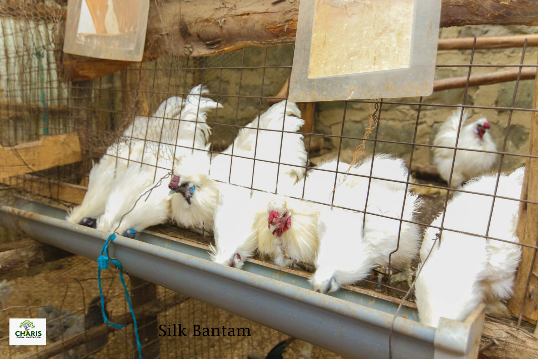 Our story - Charis Farm